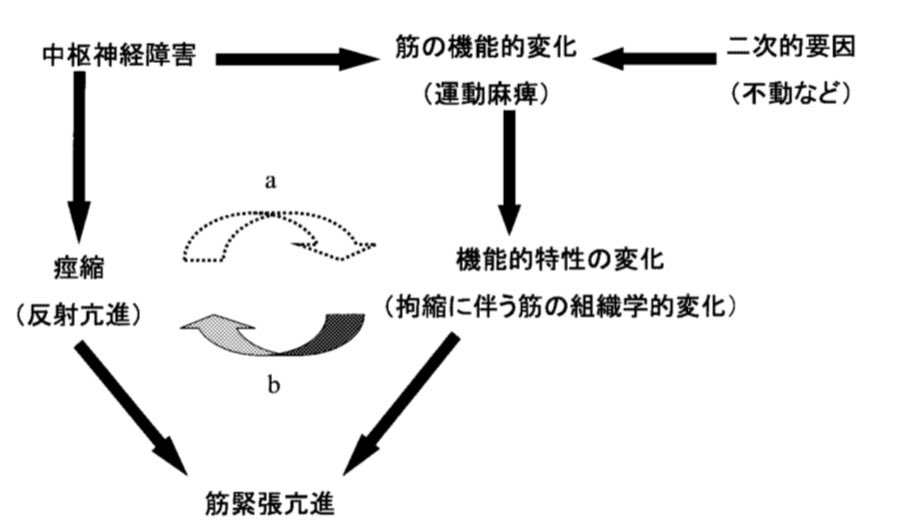 福本悠樹 Yuki Fukumoto On Twitter 【痙縮筋における筋緊張亢進の機序】 非神経原性因子を作り出さない事が大切。脳の回復に伴い感覚系に対してより適切な入力を行い 