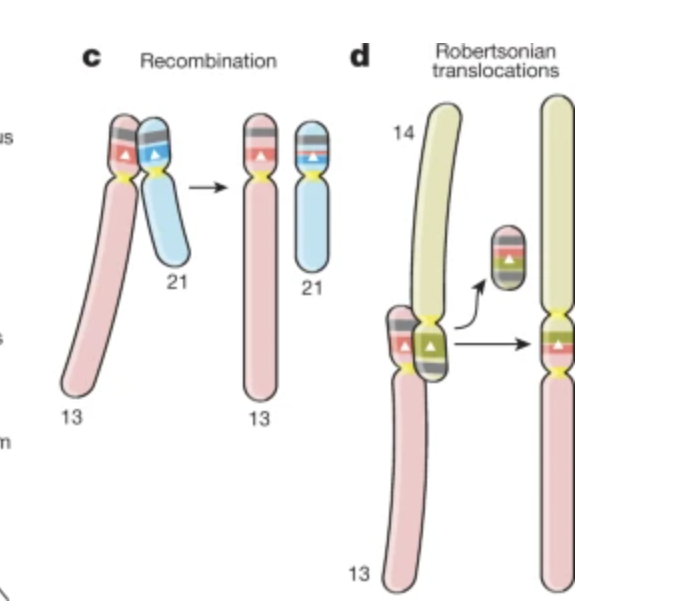 Robertsonian Translocation 13 14