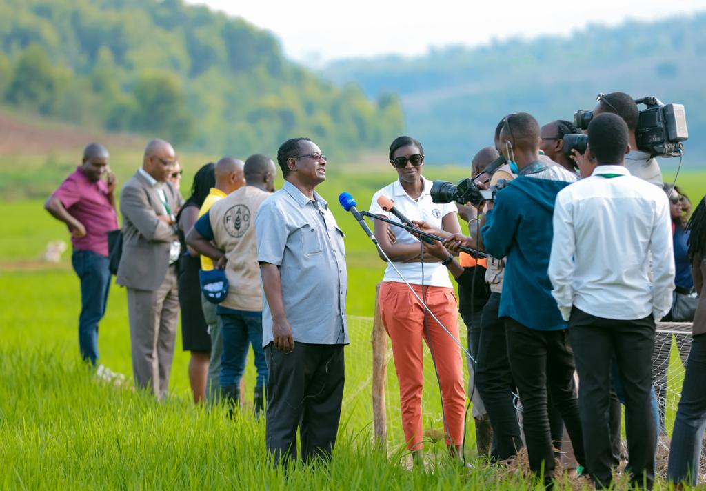 Rice-Fish Integration 1/7: Rice-fish integration is a remarkable ...