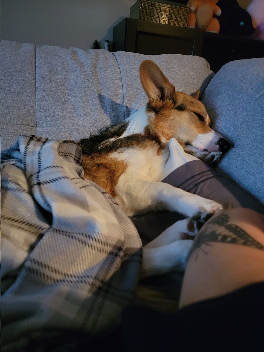 Pupsker on Twitter: "Snuggle puppy always passes out in bed"