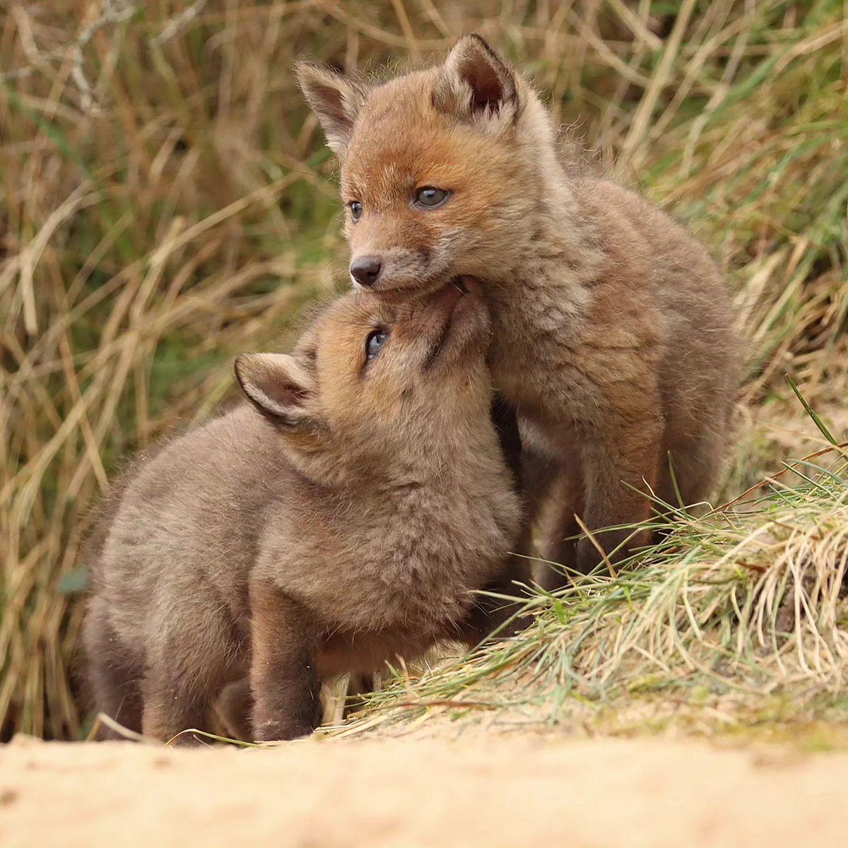 BBC Earth on Twitter: "For the first few weeks of their lives, red fox pups are playful and ...