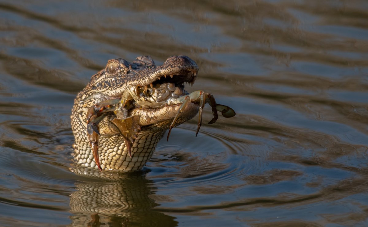 U.S. Fish and Wildlife Service on Twitter: U.S. Fish and Wildlife Service on Twitter: