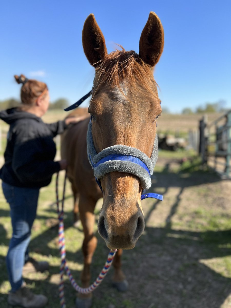 Unbridled Spirits Thoroughbred Retirement Ranch on Twitter: "A HUGE TY to The Unwanted Horse ...