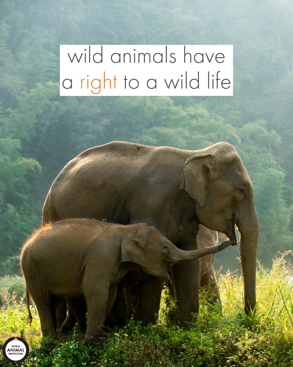 Wild Animal Quotes