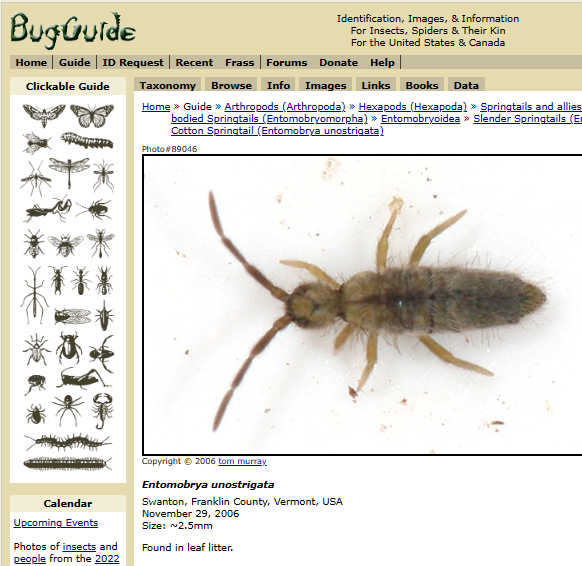りお𓆣 on Twitter: "https://bugguide.net/node/view/89046 今のところこれが一番よく似ている アヤトビムシ Entomobrya"