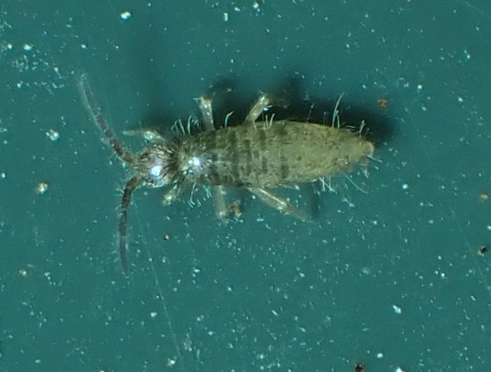 りお𓆣 on Twitter: "https://bugguide.net/node/view/89046 今のところこれが一番よく似ている アヤトビムシ Entomobrya"