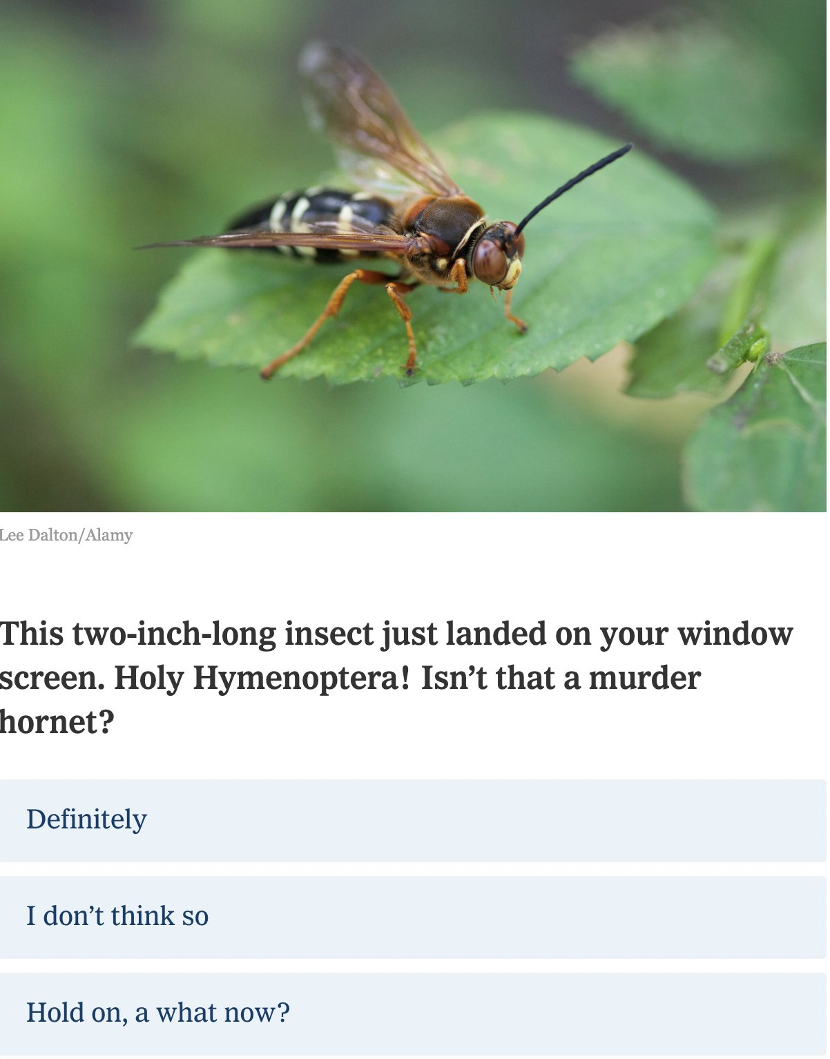 Wasp Killer Memes