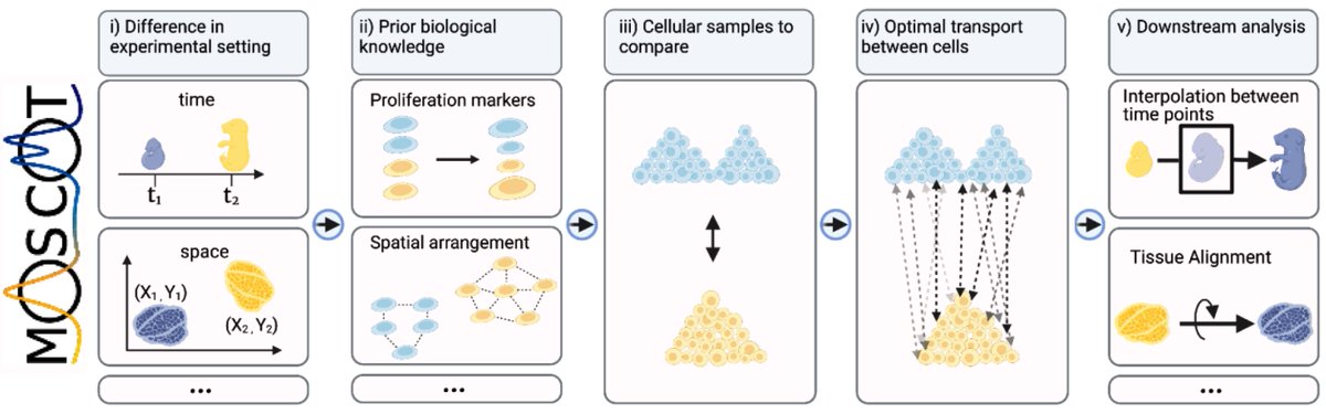Single Cell Omics Germany (SCOG) on Twitter: "RT @fabian_theis: Excited to share moscot, our ...