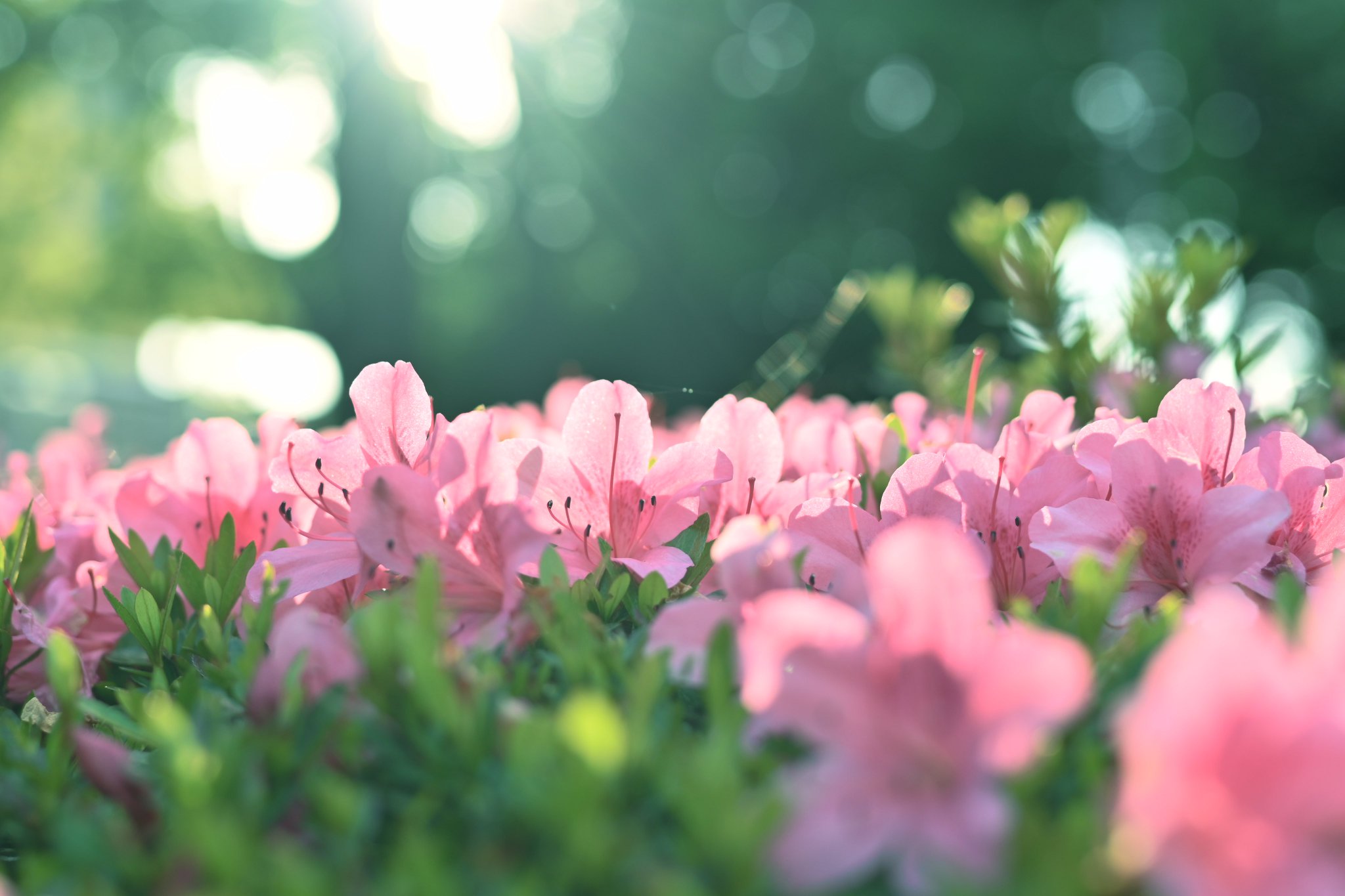 NAKAMURA Tetsuo on Twitter: "Nikon Z30 ＋ NIKKOR Z 35mm f/1.8 Sで試し撮り。 時々、うっかりファインダーを覗こうとしてしまう時があり ...