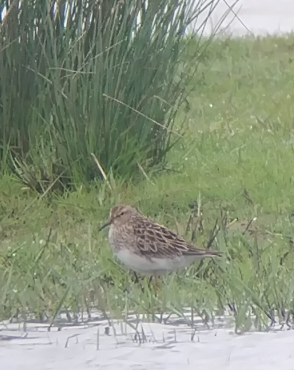 Andrew Easton On Twitter Pectoral Sandpiper From Turnpike Hide On