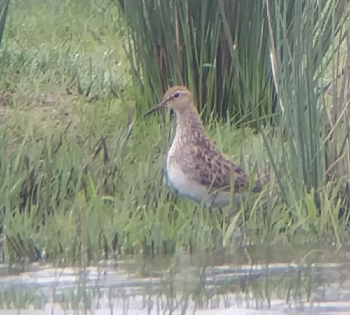 Andrew Easton On Twitter Pectoral Sandpiper From Turnpike Hide On