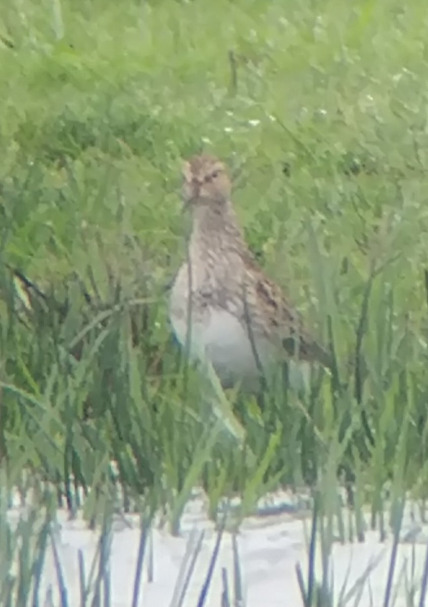 Andrew Easton On Twitter Pectoral Sandpiper From Turnpike Hide On