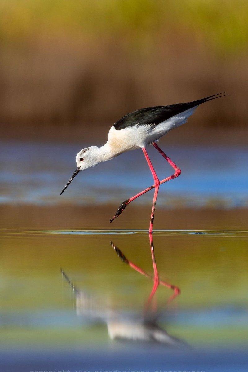 Birdingplaces.eu on Twitter: "Time for reflection. See this beautiful Black-winged Stilt with ...