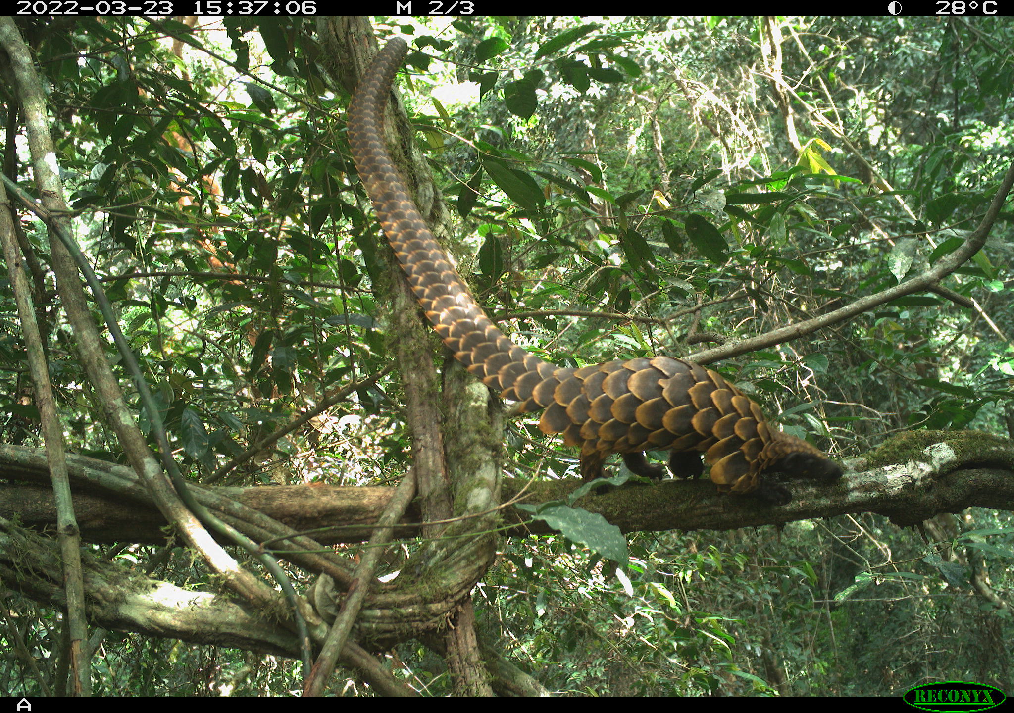 Tree Pangolin Climbing