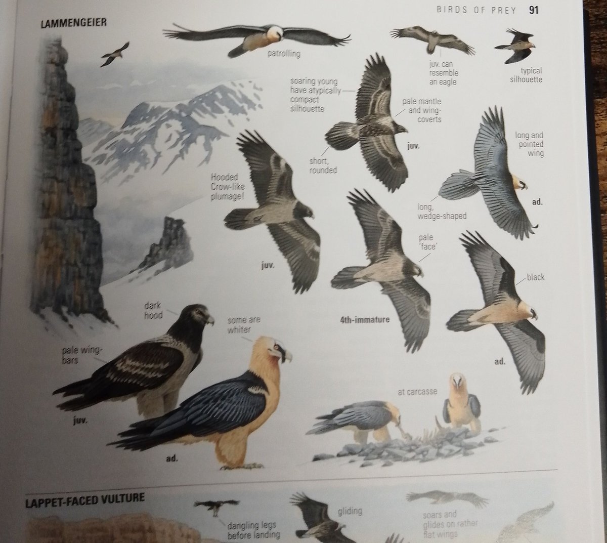 MarcM381 on Twitter: "Anyone else noticed the mistake in this plate ? Collins Bird Guide 3rd ...