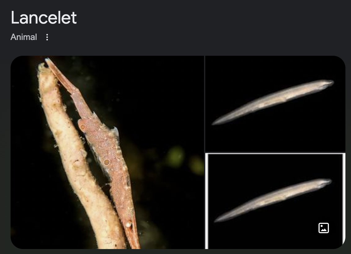 Examples Of Lancelets