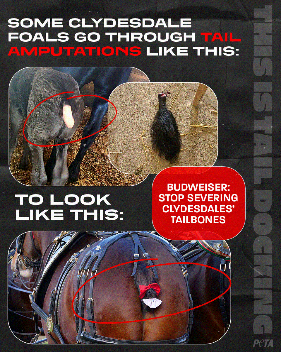 Bea on Twitter: "RT @peta: This is what the tail docking process can look like. @Budweiser ...