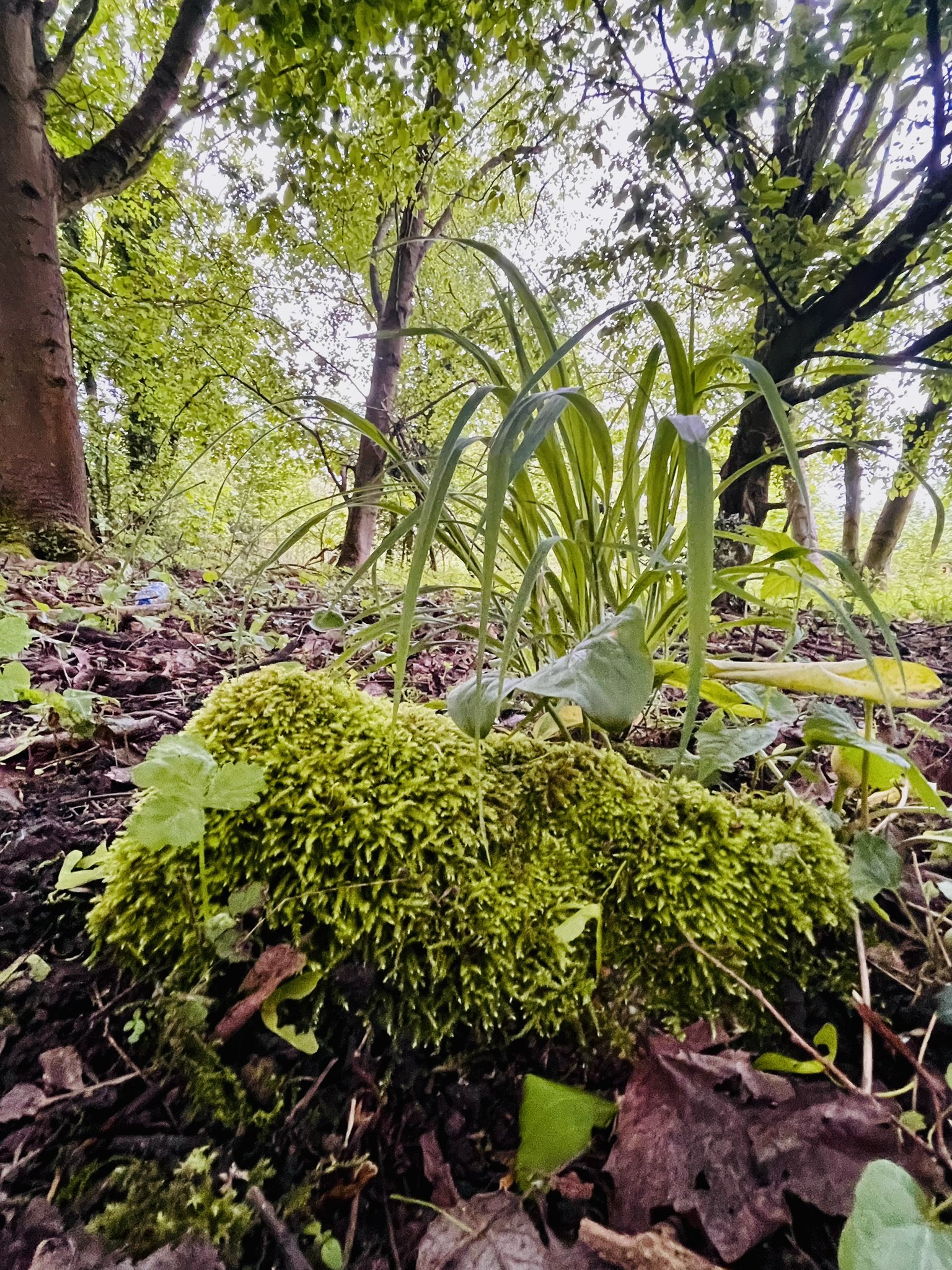 Subhranil Banerjee (He/his) on Twitter: "It's a simple capture, with huge packets of happiness ...