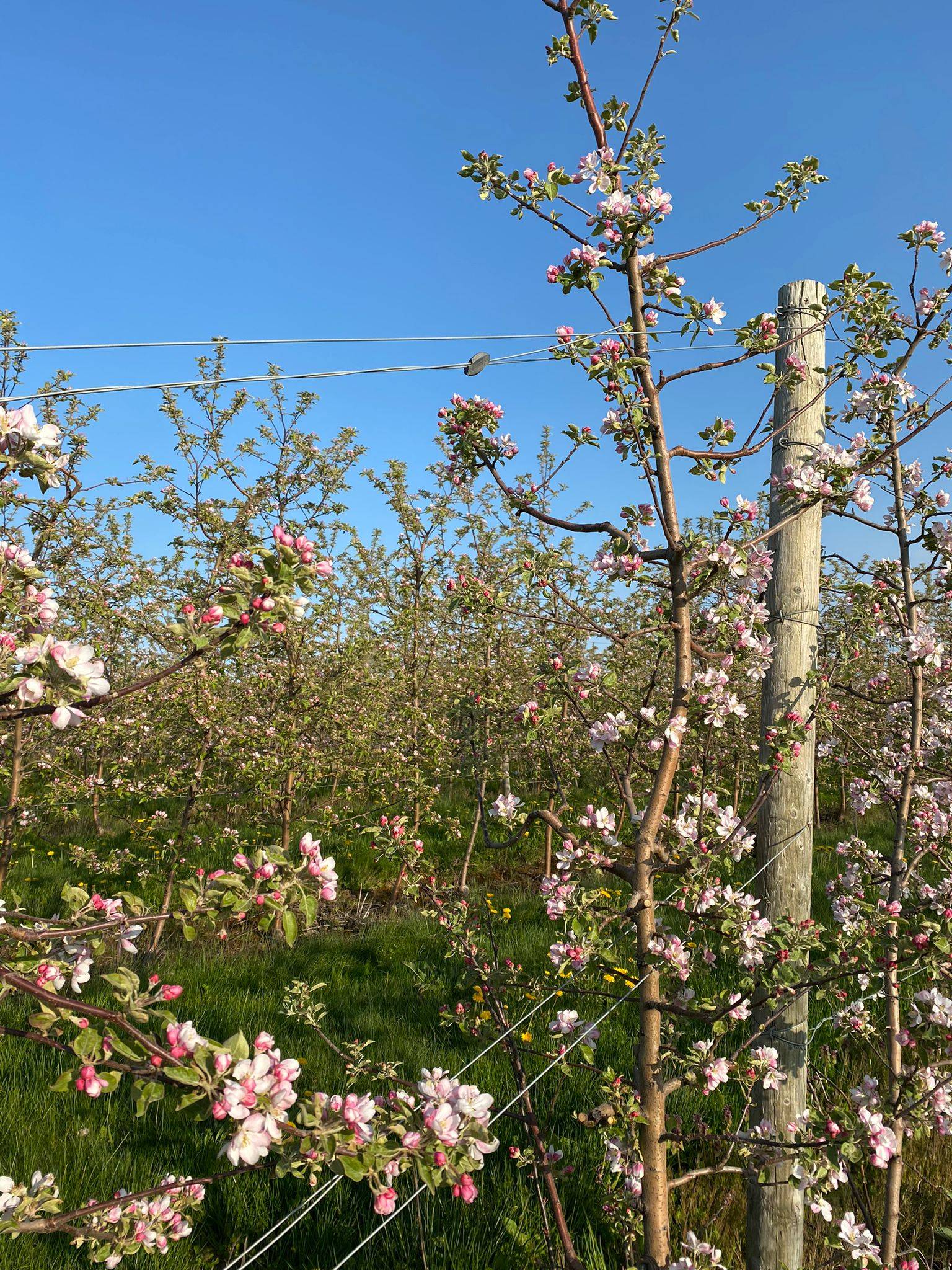Apple Tree In Bloom