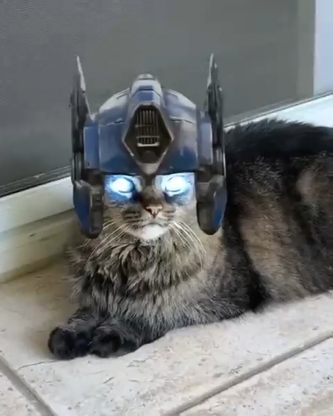 Transformers Wiki on Twitter: "RT @transformers: PETS OF EARTH, ROLL OUT! Show us your four ...