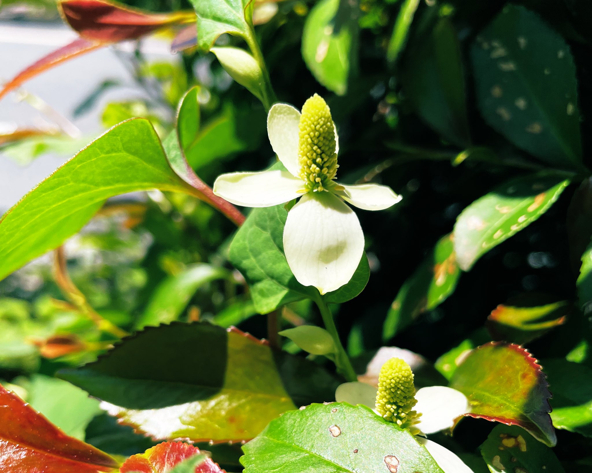 スカ―レットAYAKO･ M on Twitter: "おはようございます🎵 初夏らしくなった街中でも毒だみが。強い植物🪴十薬（じゅうやく）ともいって体に良いとか、不安定な気候元気に過ごせます ...