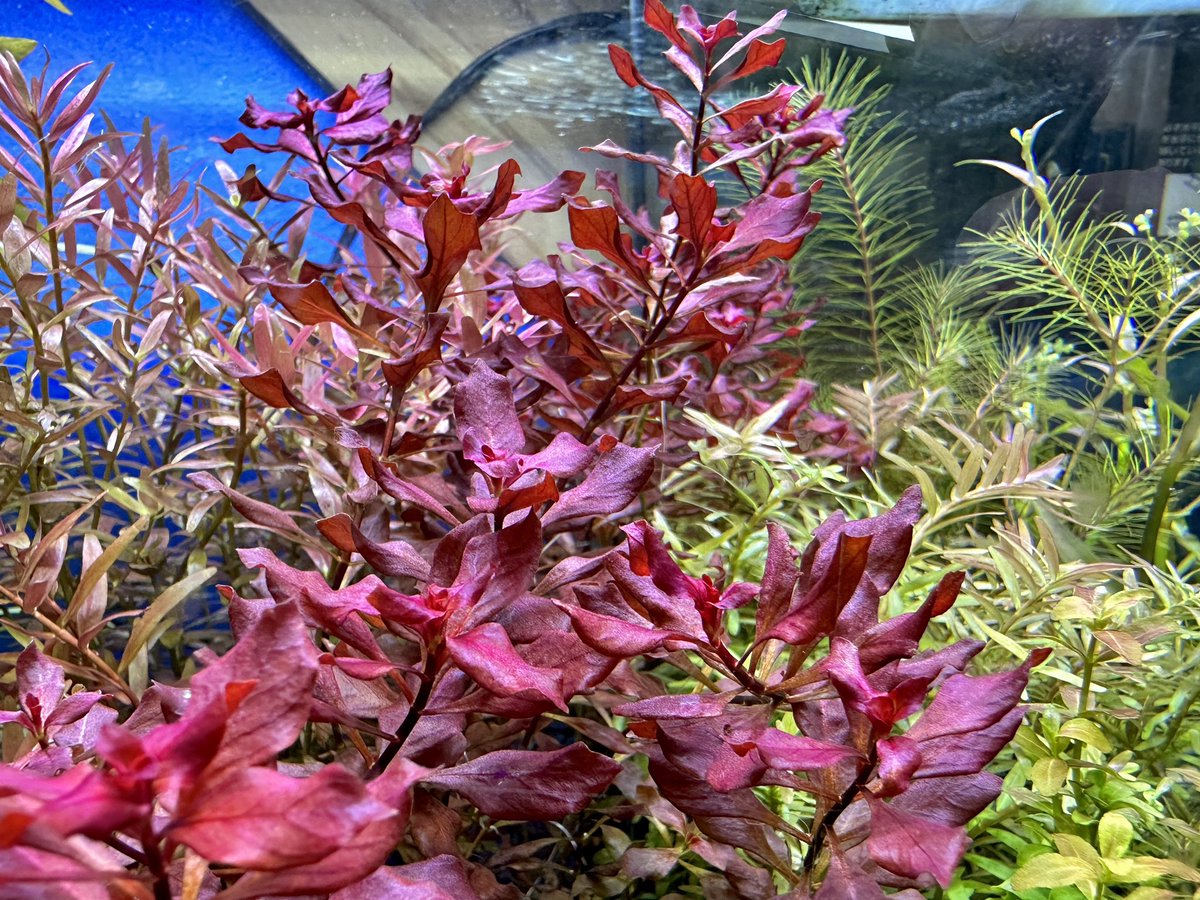 Aquarium house Halu on Twitter: "本日の営業開始致します(^-^) ゴールデンウィークセール開催中！ ご来店お待ちしております。"