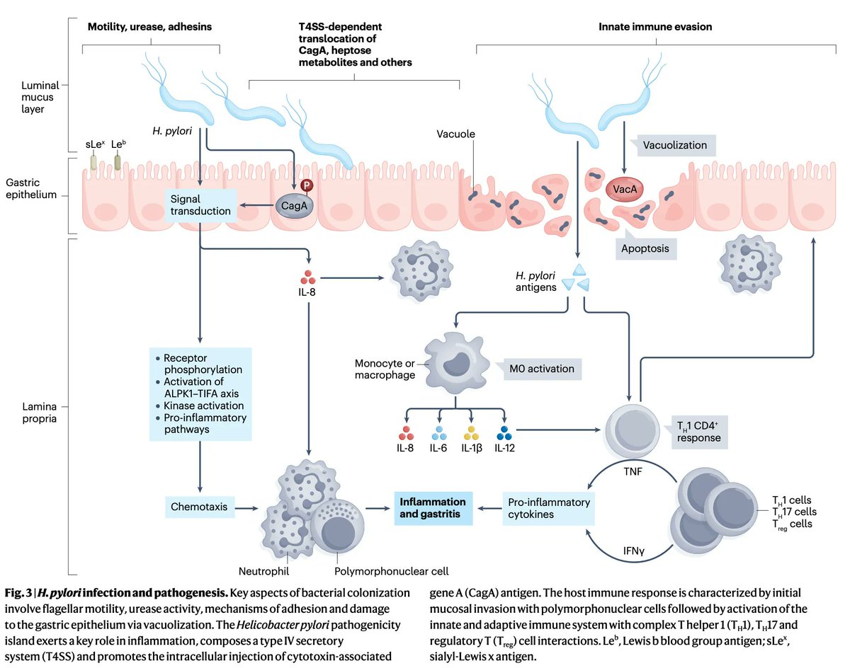 MedClub on Twitter: "#Infectología #Gastroenterología Patogénesis de la infección por ...