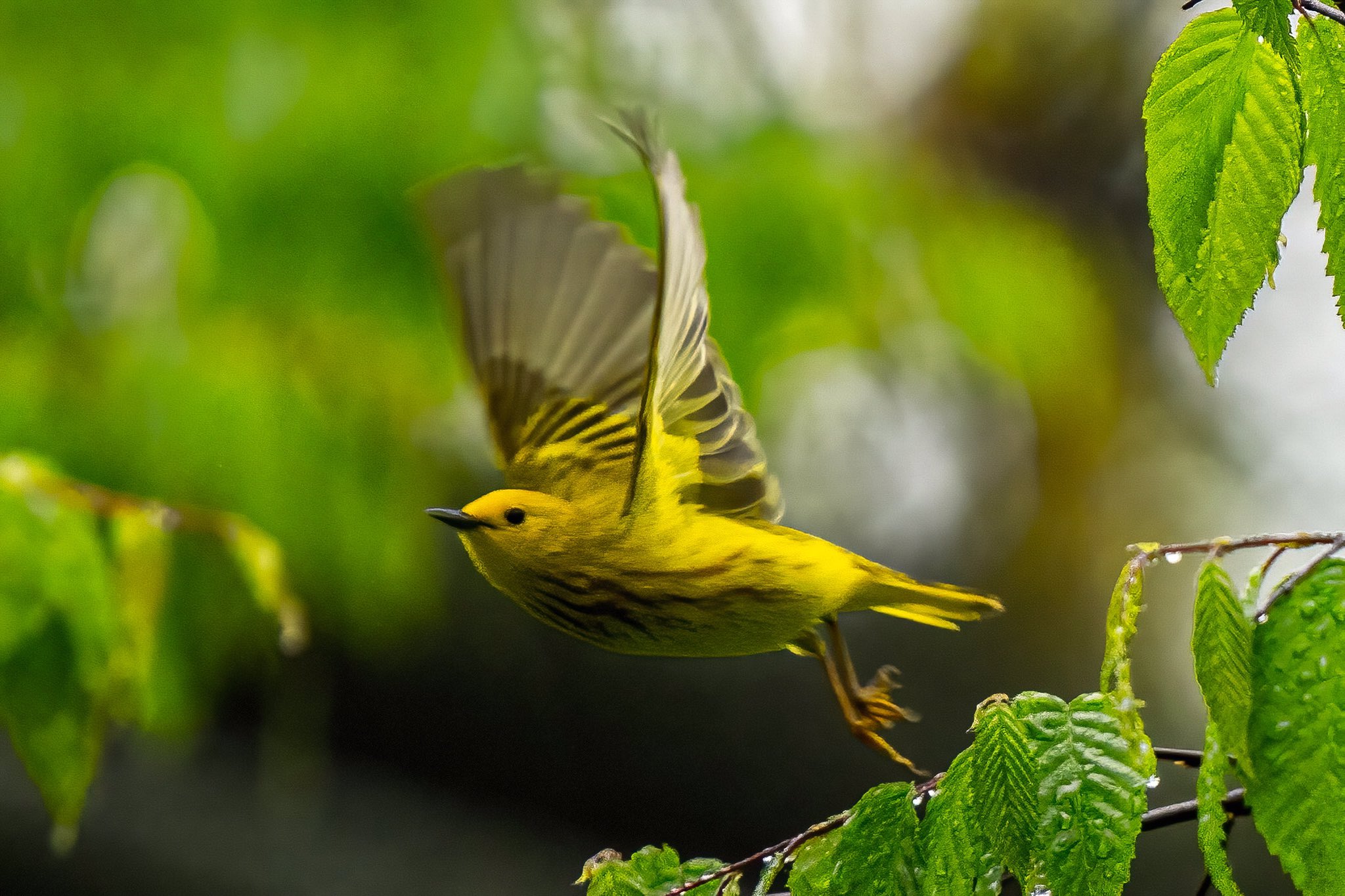 Yellow Warbler Flying