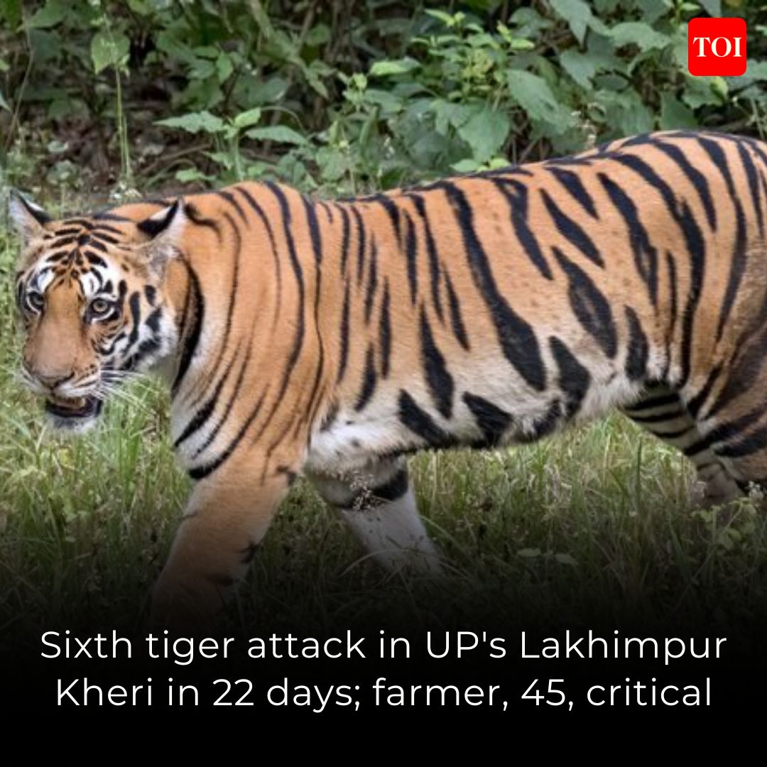 Tiger Attacks In India