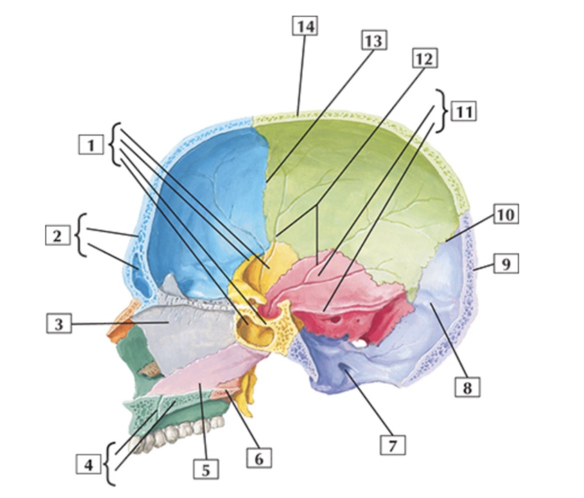 Pterygoid Plate Netter