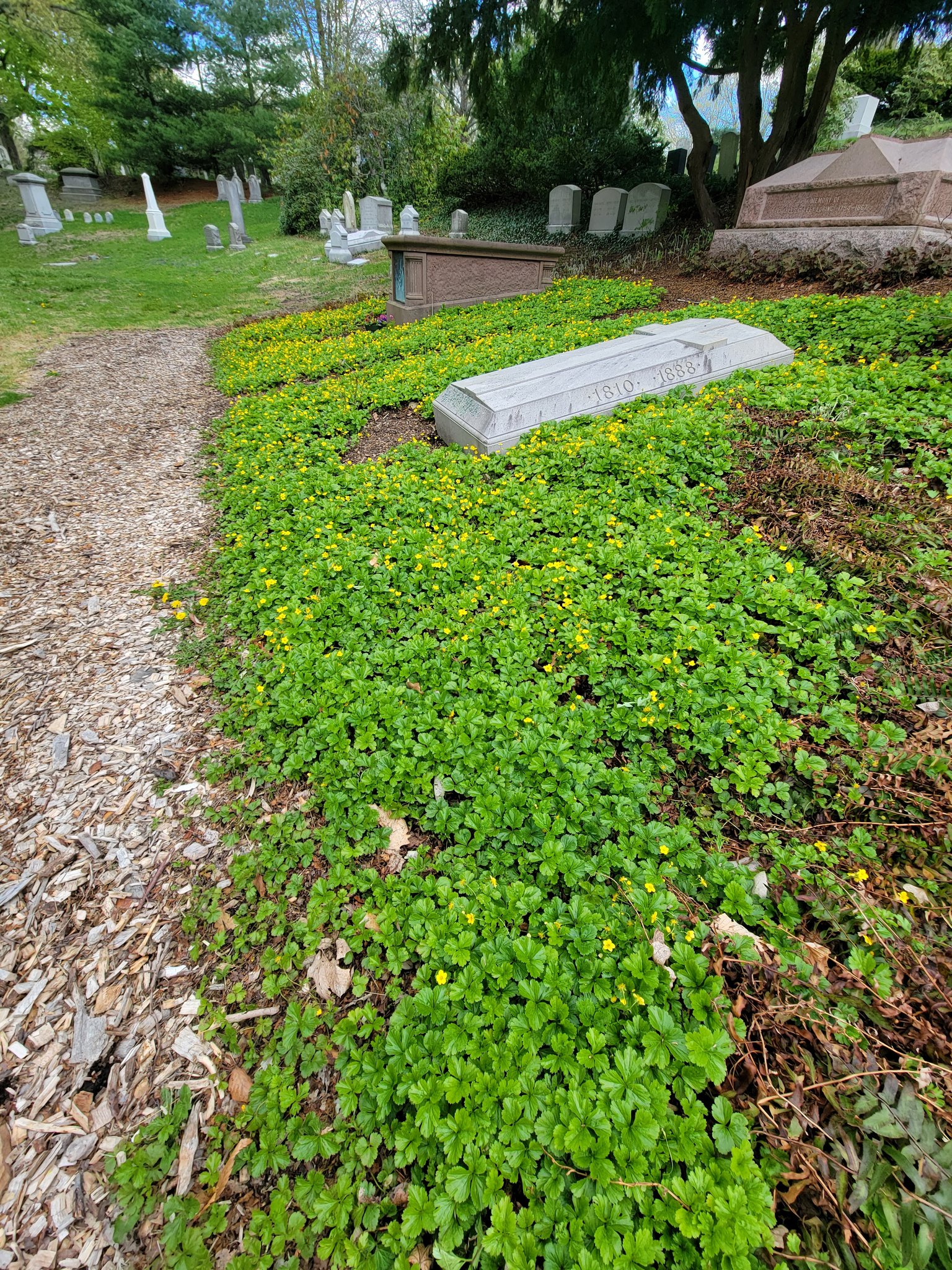 Ecofrugal Living: The Ultimate Ground Cover?, 52% OFF