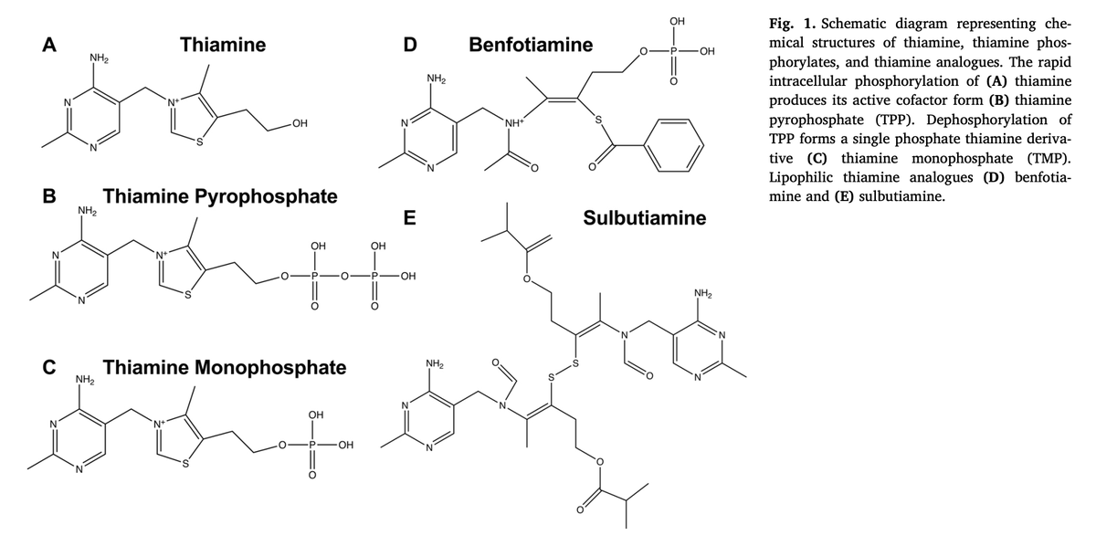 One way high dose thiamine and other forms of thiamine may act as an ...