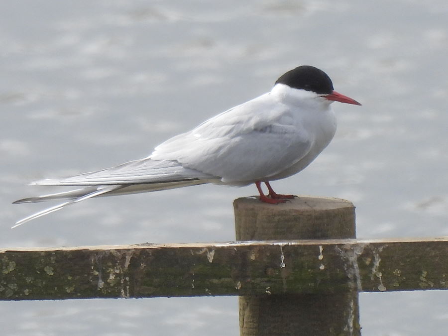 Ian Forrest on Twitter: "Arctic Tern x2 -am- main lake @RSPBSaltholme Couldn't quite decide ...
