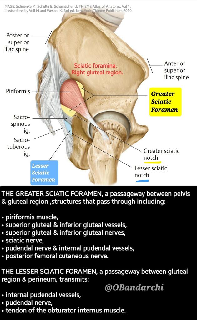 Sciatic Foramen