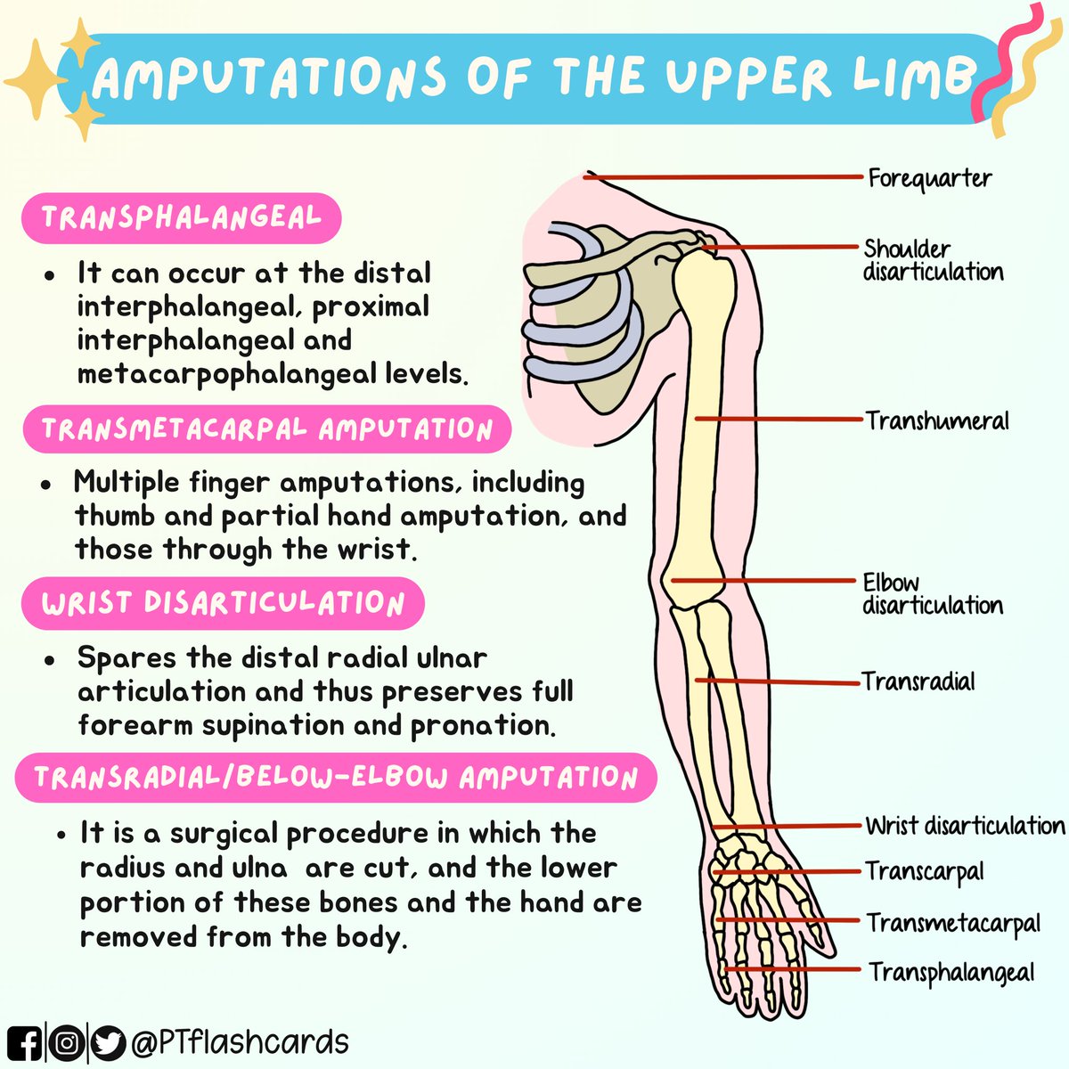 PT flashcards on Twitter: "RT @PTFlashcards: Amputations of the Upper Limb💡 🚨NOTE: This would be ...