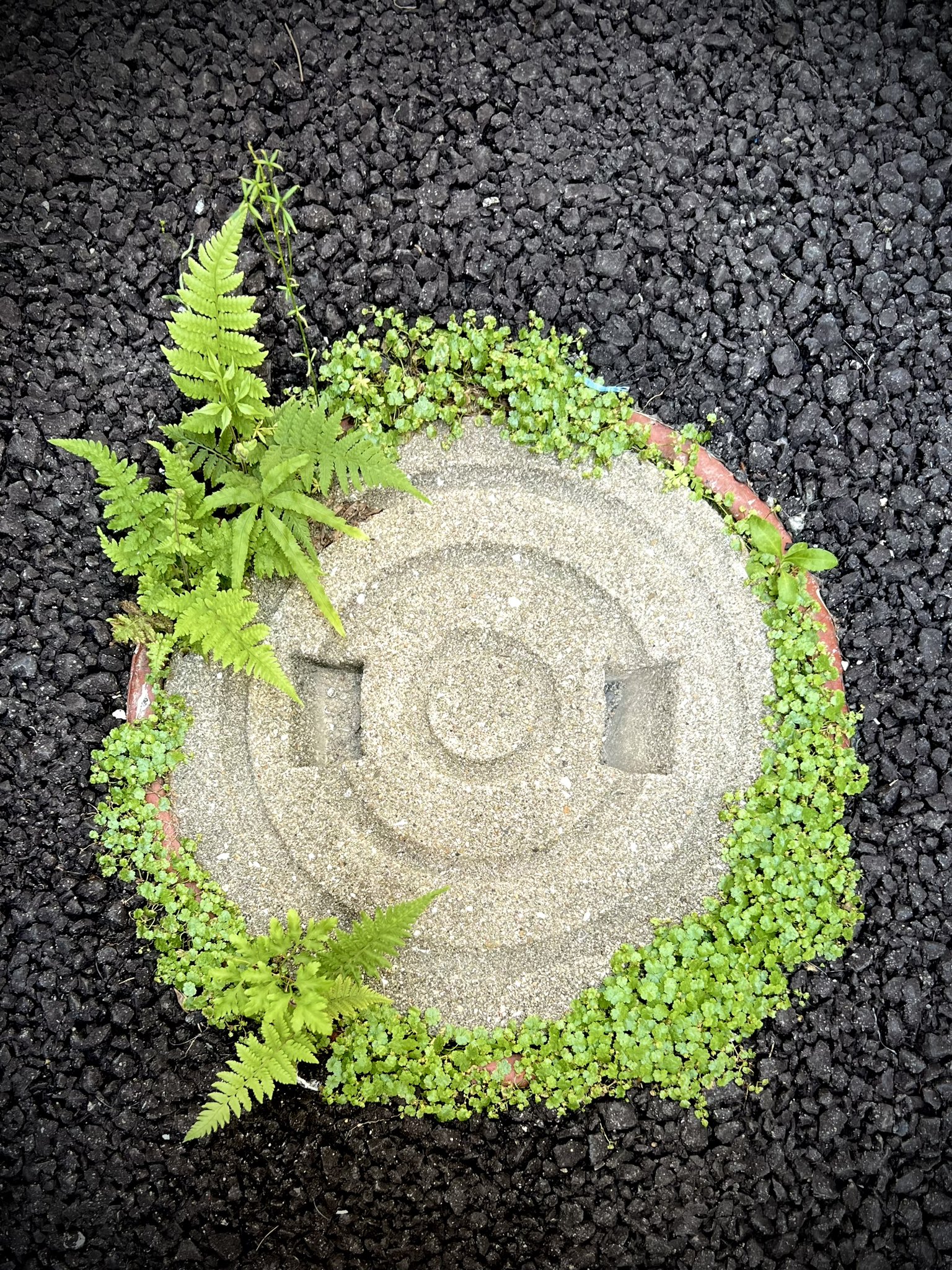 gozz/ごず🏝 on Twitter: "めっちゃ可愛い蓋見つけた https://t.co/BwImngOzsW" / Twitter