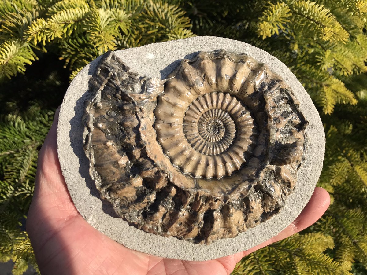 Jurassic Coast Guide on Twitter: "RT @jurassicguides: This Oistoceras Ammonite from Charmouth is ...