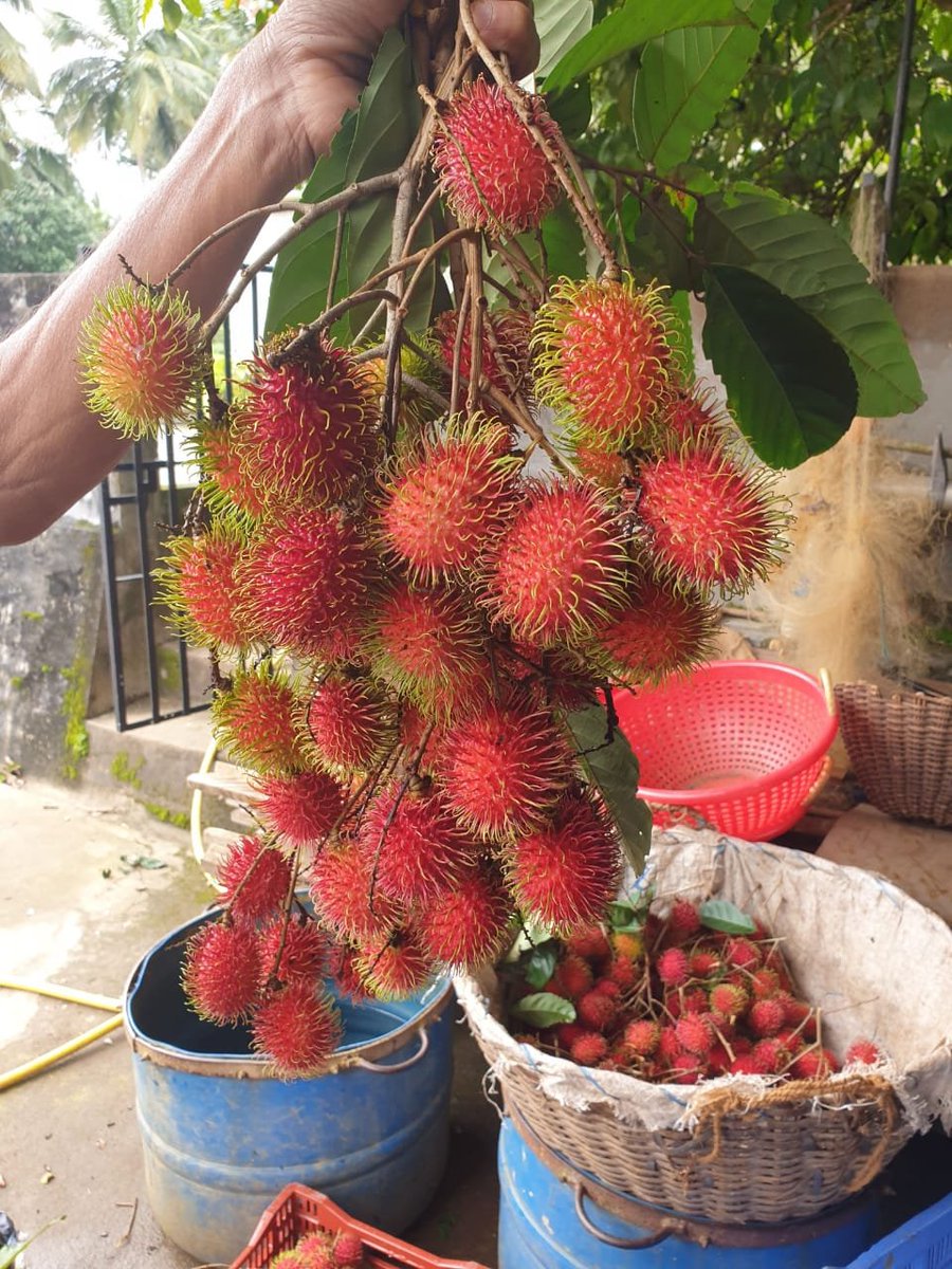 12 unique and extremely rare fruits in India 1. Jungi Jalebi (Camachile ...