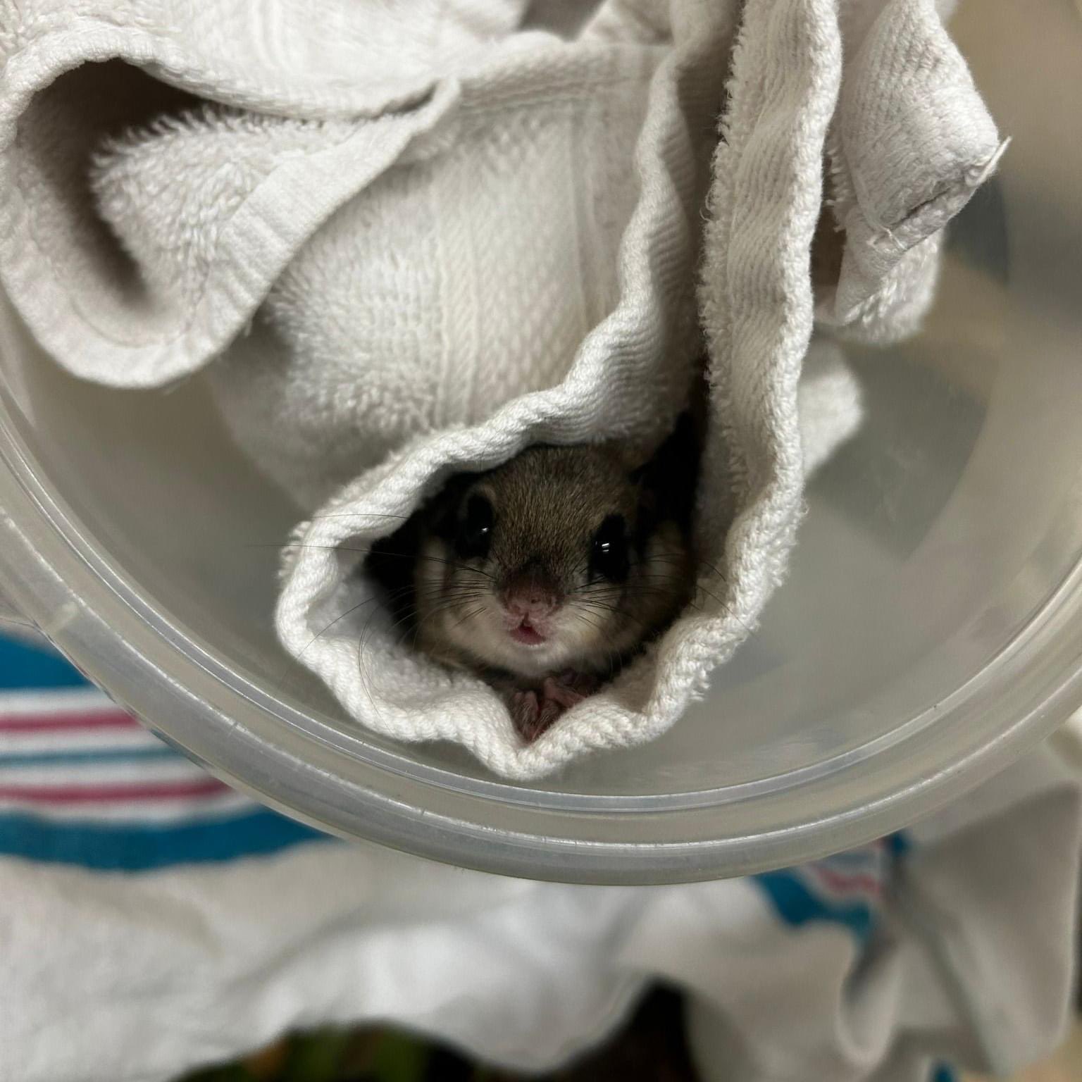 Flying Squirrel Babies
