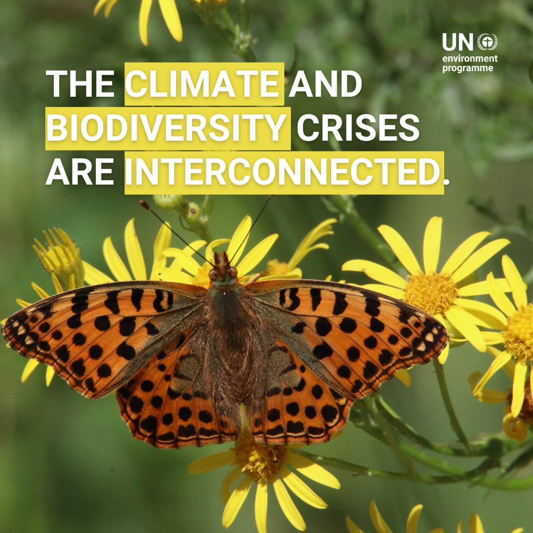 UN Environment Programme on Twitter: "Biodiversity is our strongest ...