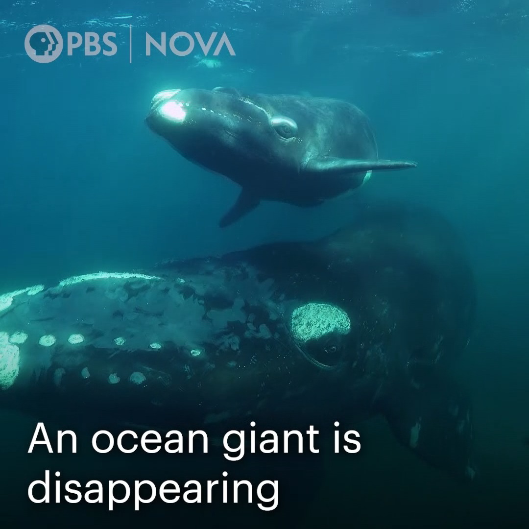 NOVA | PBS on Twitter: "Fewer than 350 North Atlantic right whales ...