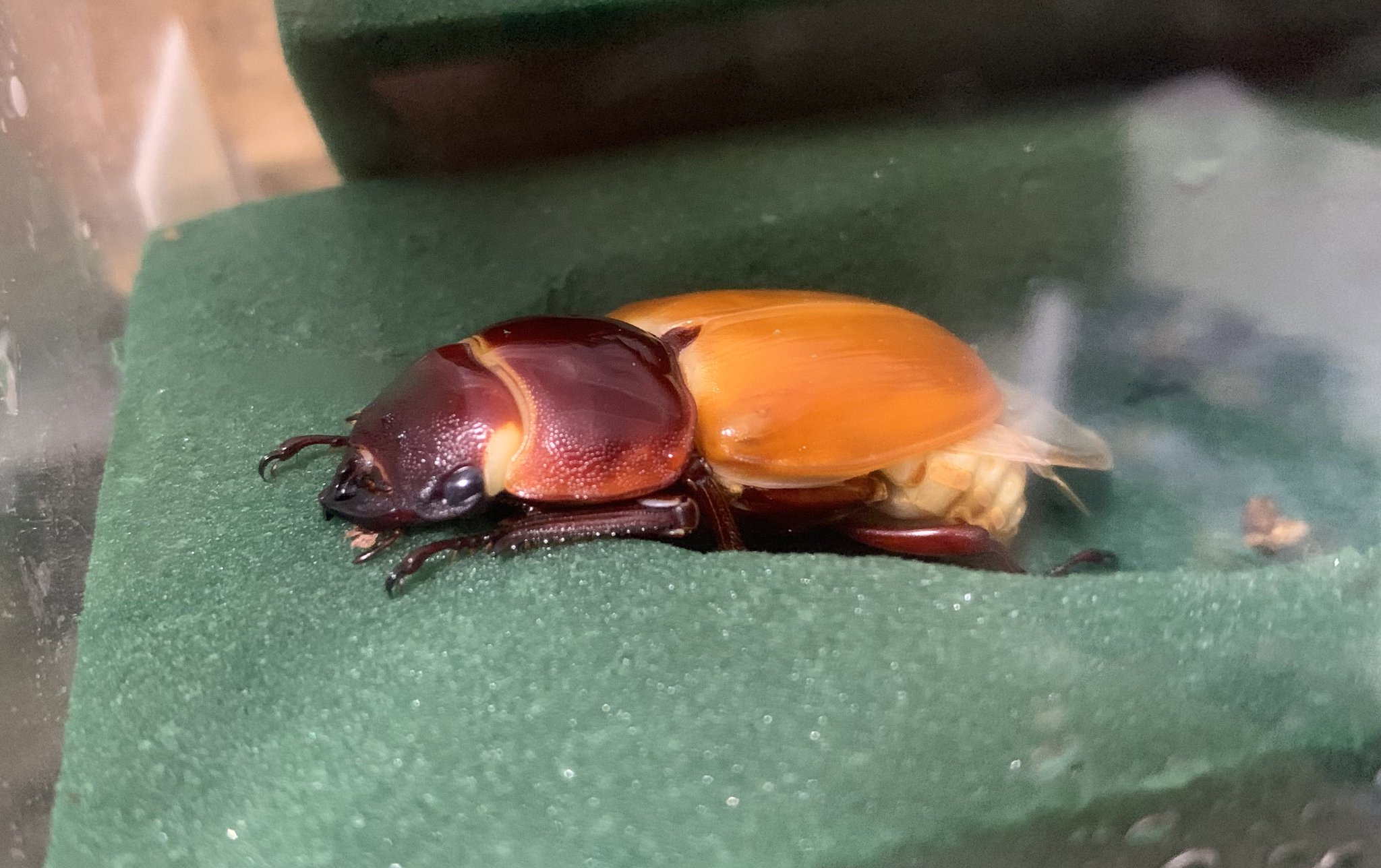 enoちゃんぐ on Twitter: "7時間後 10時間後 4日後 1ヶ月前は芋虫していたのに立派になりおって… https://t.co/3vzBGEfCla" / Twitter