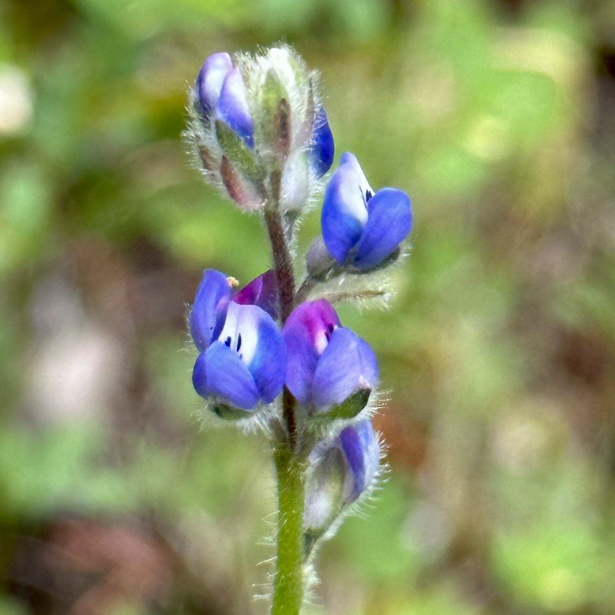 Emily Mills's Threads – Thread Reader App