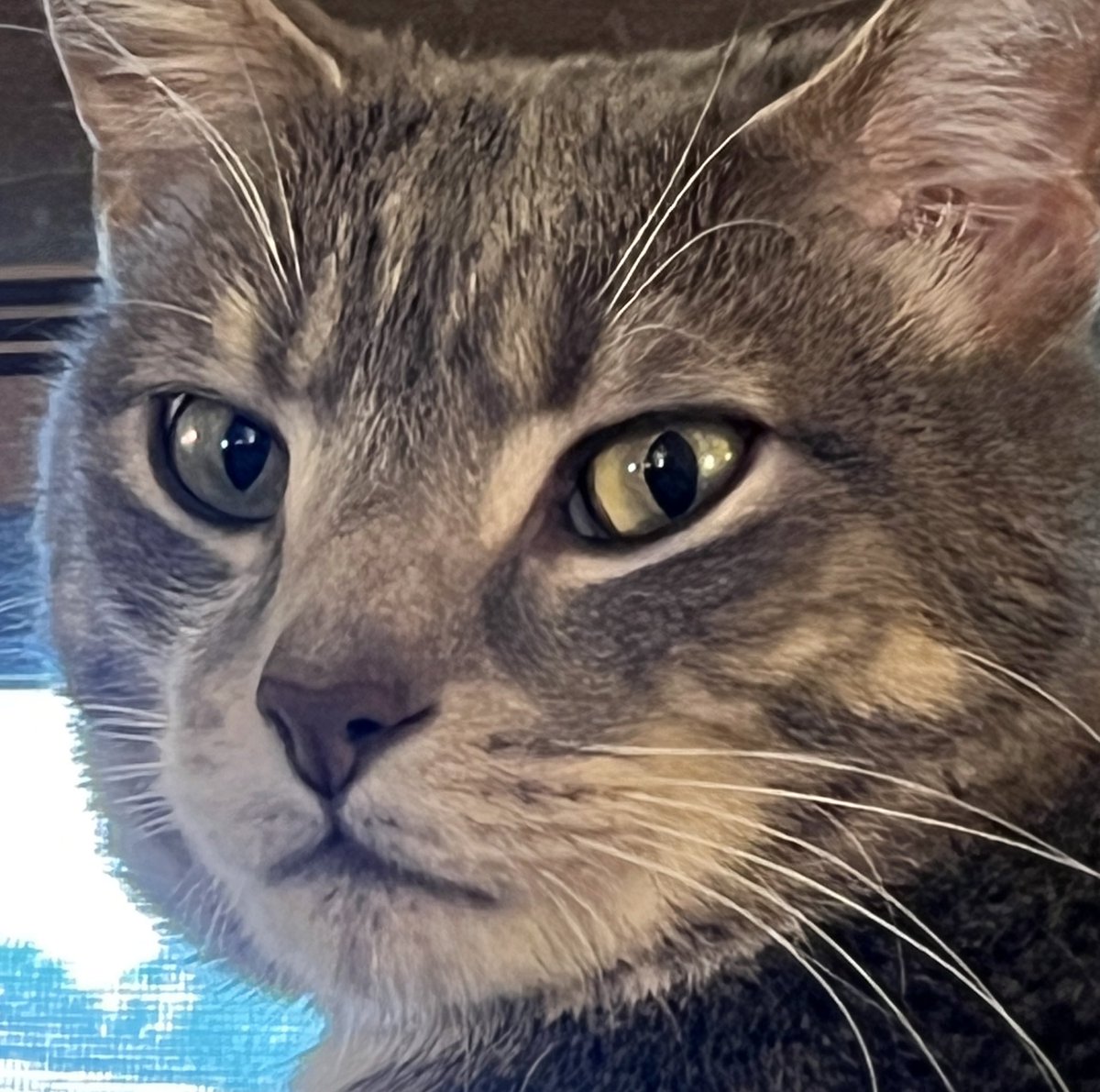 Elaina On Twitter why Did My Phone Make This Pic Of My Cat Look AI Generated elaina-on-twitter-why-did-my-phone-make-this-pic-of-my-cat-look-ai-generated