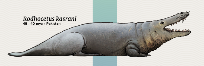 Rodhocetus Kasrani