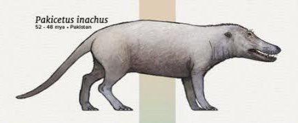 Pakicetus Inachus