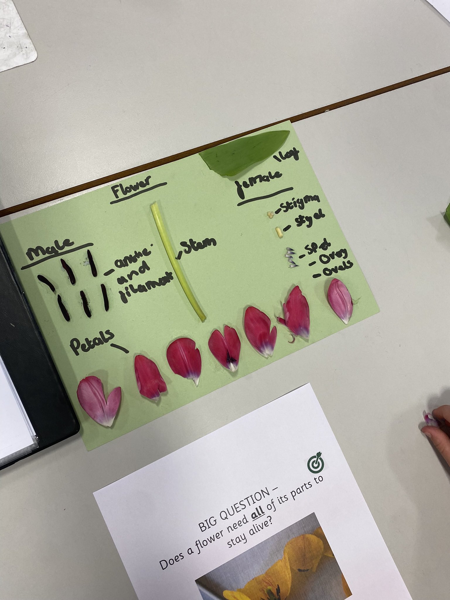 St Michael Catholic Primary School & Nursery on Twitter: "Dissecting ...