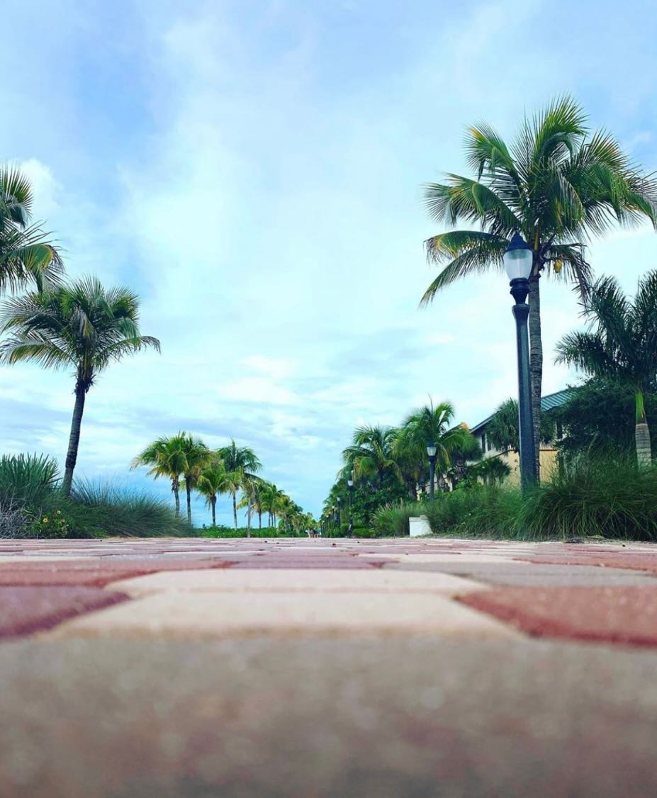 Tumblr Backgrounds Palm Trees