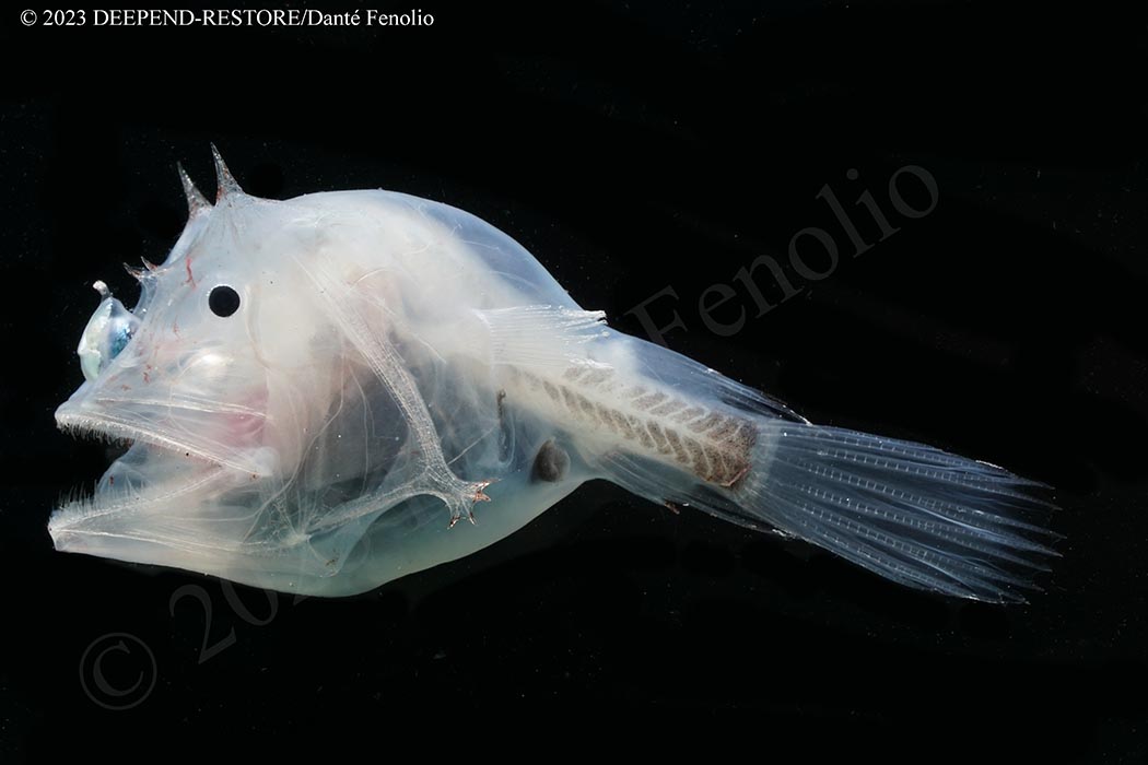 Phantom Anglerfish