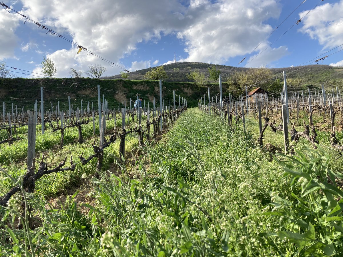 Agroecology-TRANSECT on Twitter: "New post on cover crops in Tokaj organic vineyard 🇭🇺 https ...